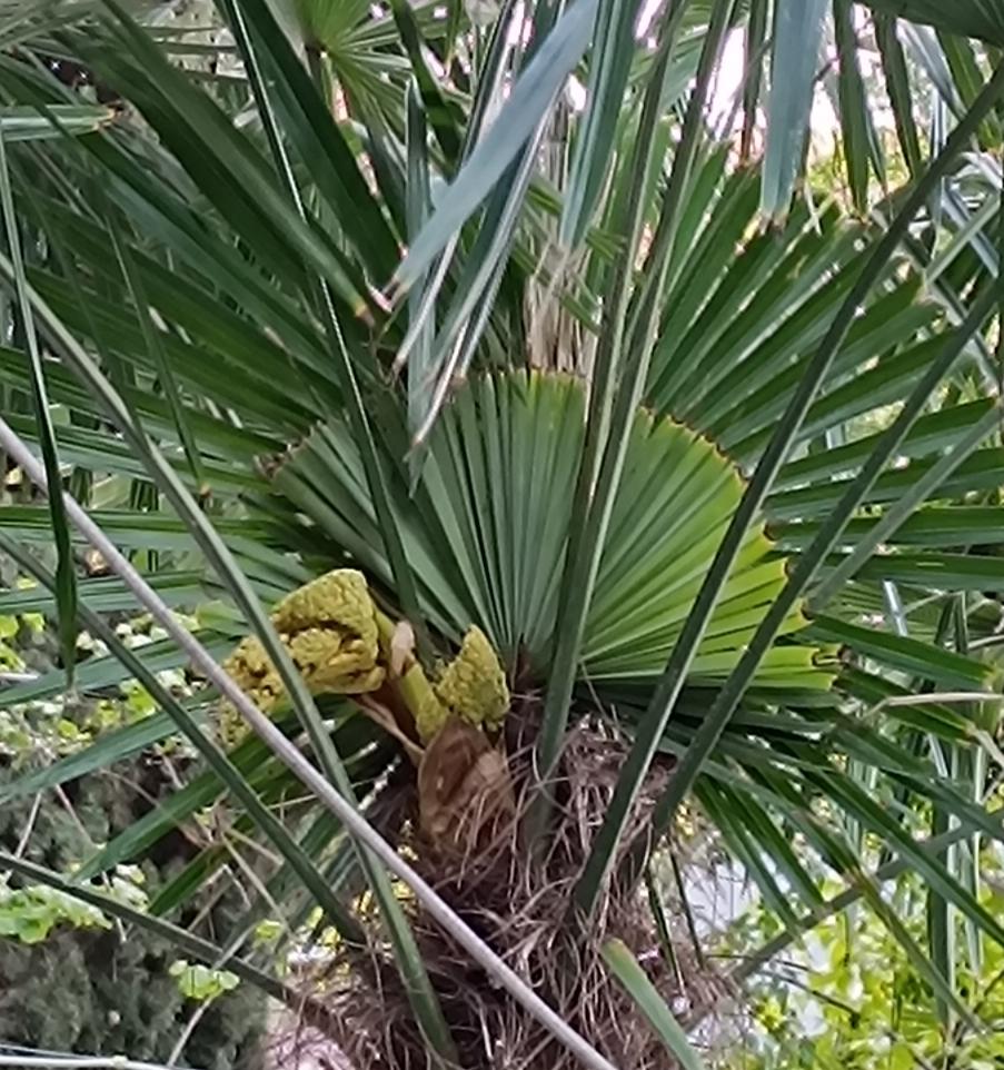 Кто повреждает листья пальм? - ответы экспертов 7dach.ru