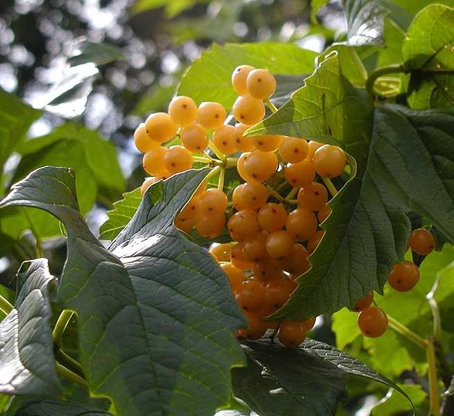 Калина: размножение, посадка и уход. Сорта калины