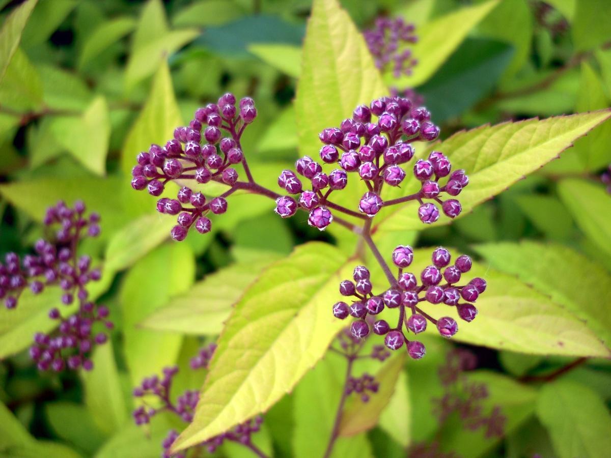 Декоративные кустарники для дачи: 9 самых популярных кустарников