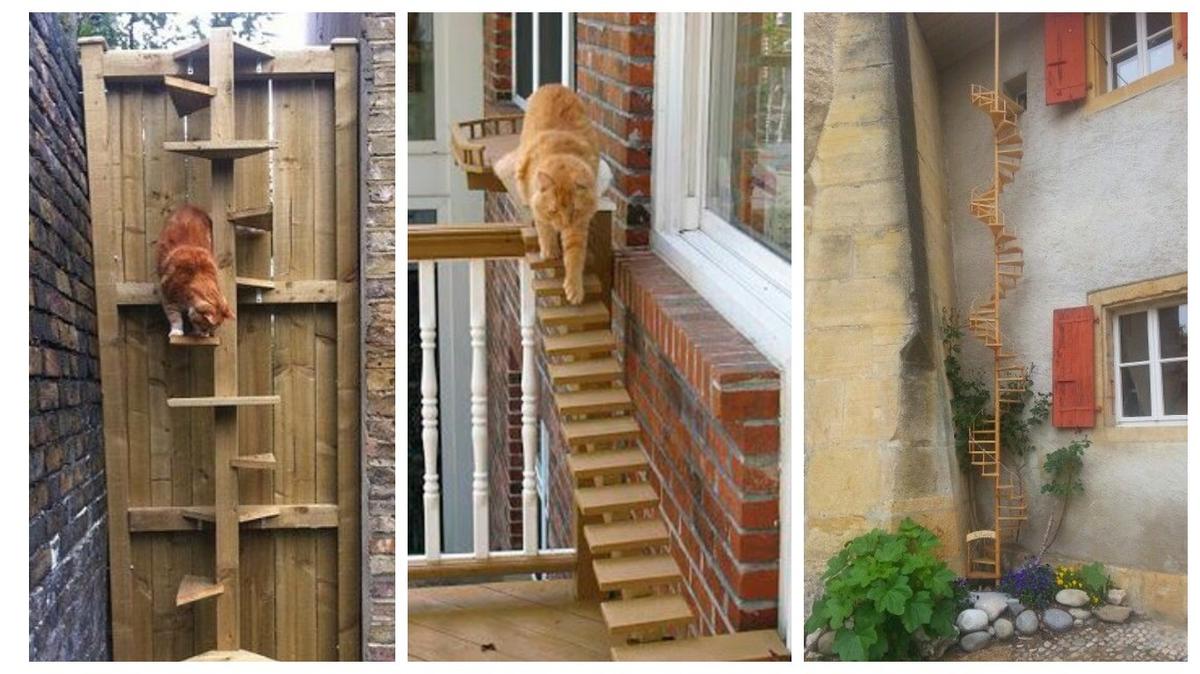 У кошек праздник! А подарки готовы? | Fit.ru