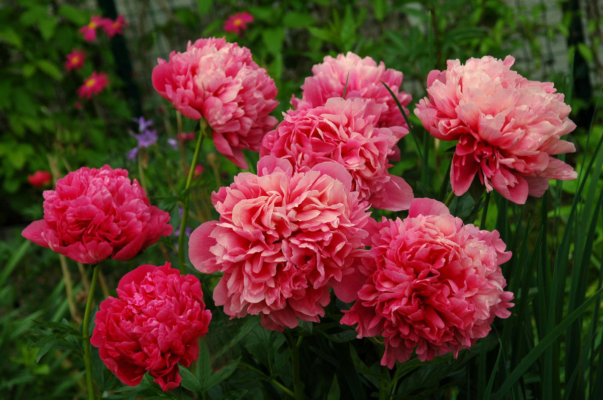 Пионы: любимые сорта коллекционера