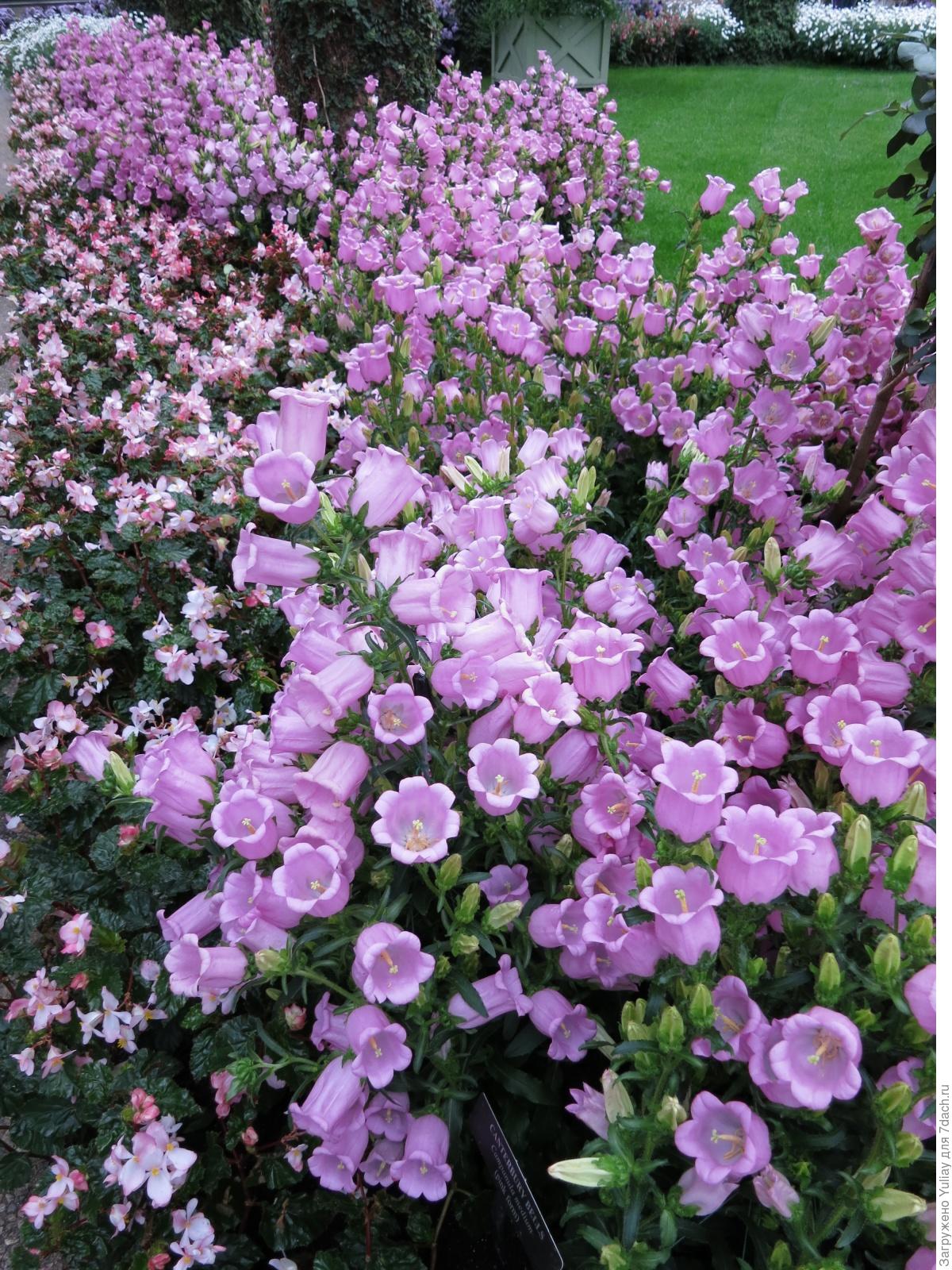 Колокольчик: виды, посадка, размножение и уход