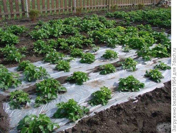 Мульчирование в садоводстве, виды мульчи