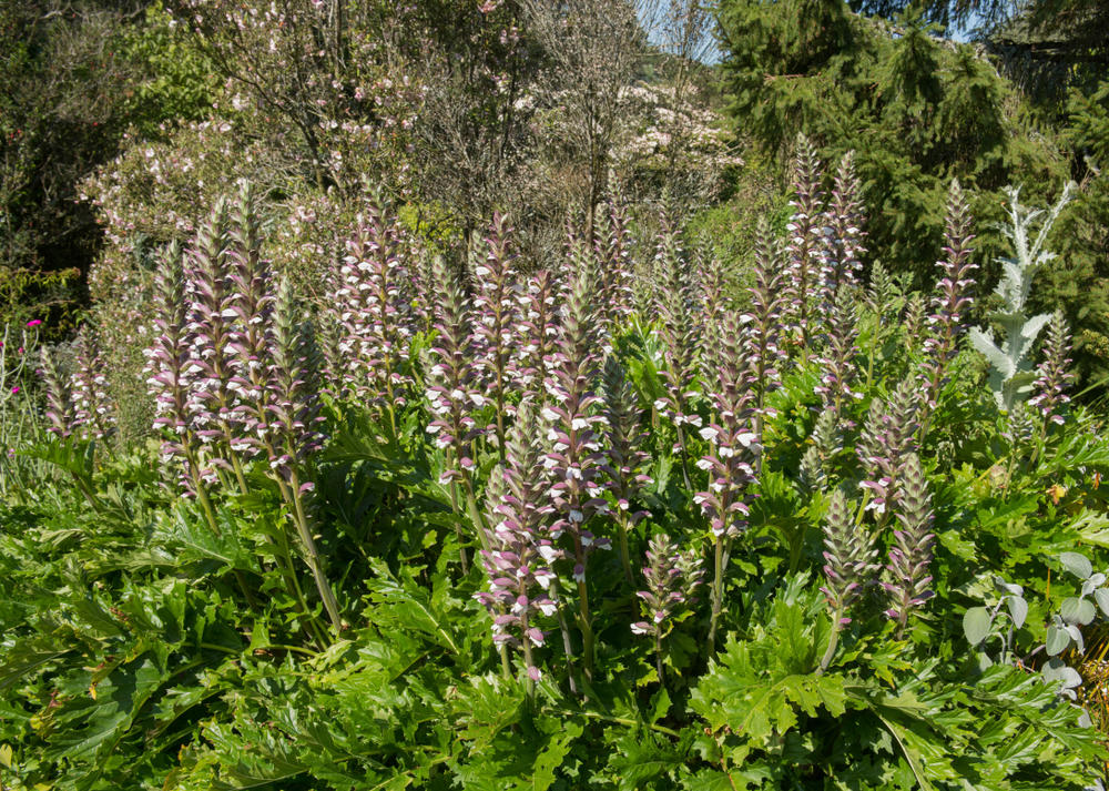 Садовые гиганты во всей красе: акант мягкий и его эффектные родственники