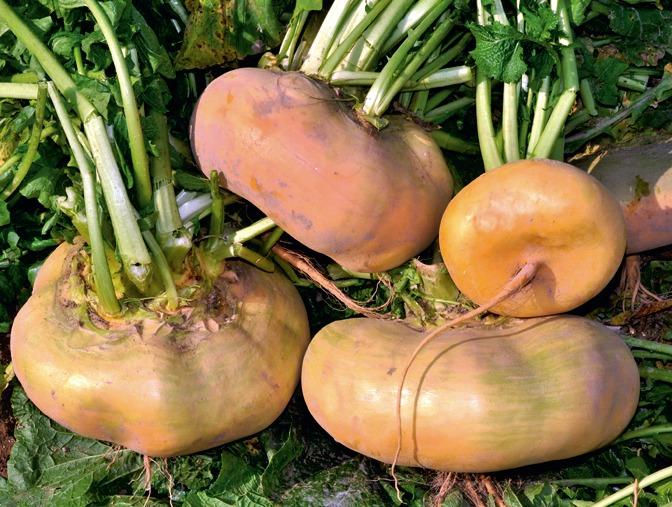 Сорта репы: выбираем на вкус и на цвет