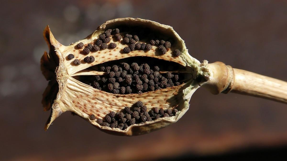 Маки: сорта, посадка, выращивание и уход