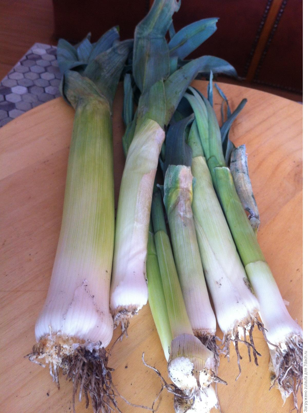 Лук-порей: хранение, уборка, переработка