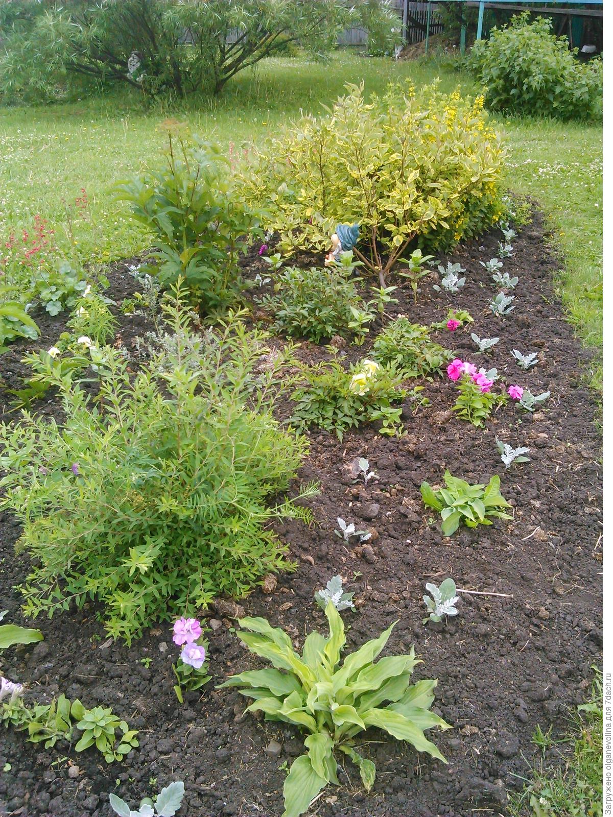 Хосты в саду