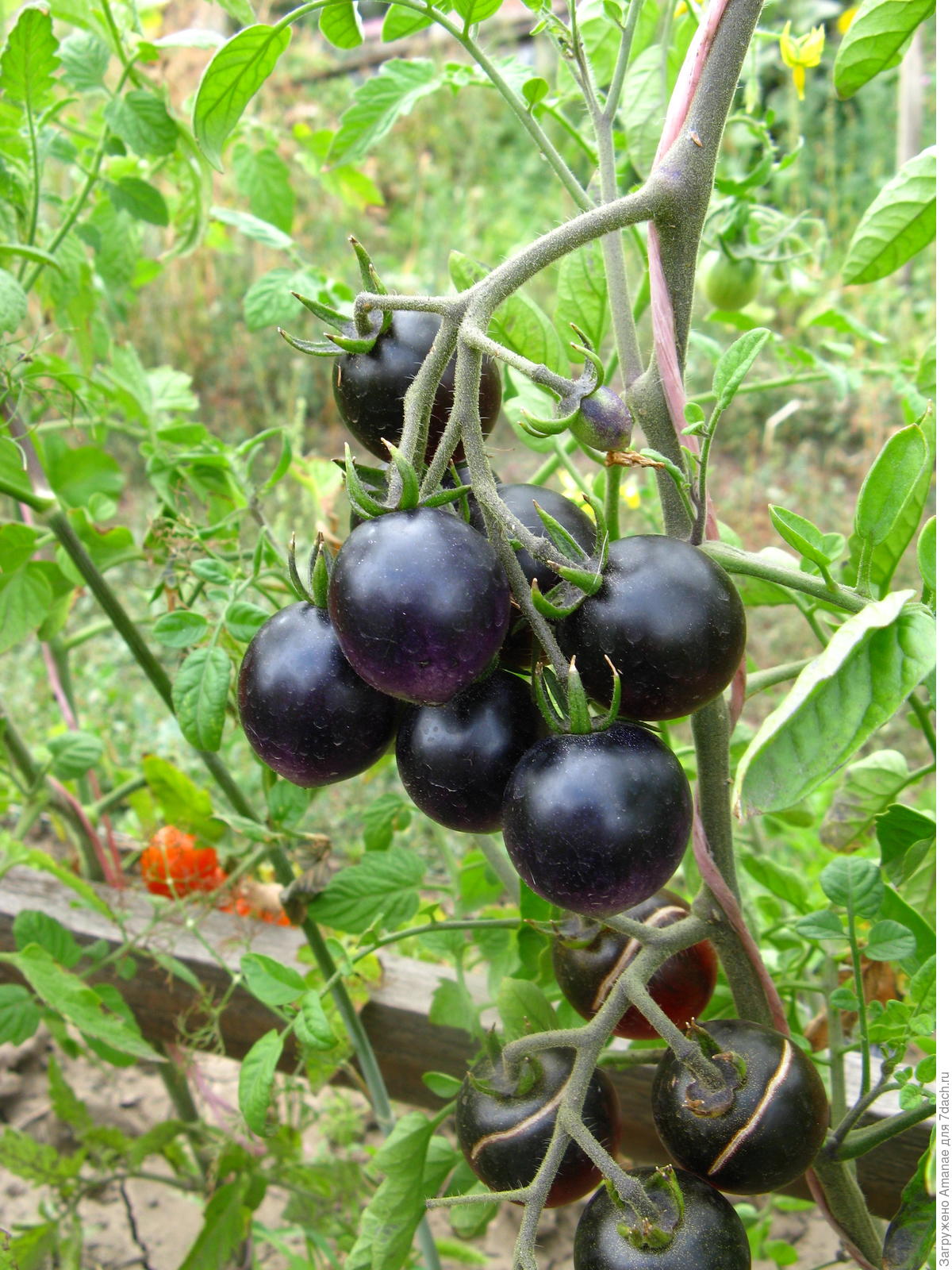 Приглашаю на экзотический "томатный" огород