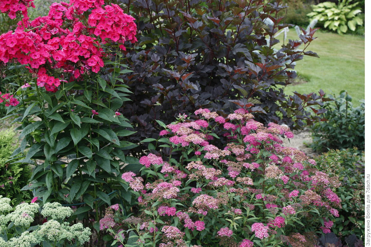 Нужен совет! Что посадить к спирее белой в ноги? - ответы экспертов 7dach.ru