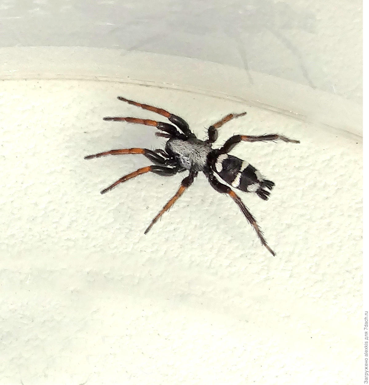 Gnaphosidae. Пауки-гнафозиды