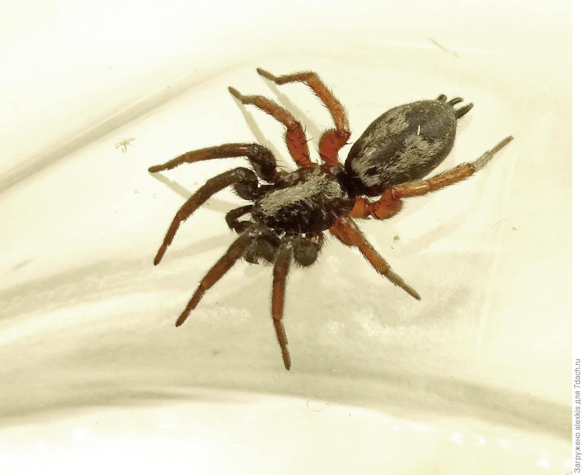 Gnaphosidae. Пауки-гнафозиды