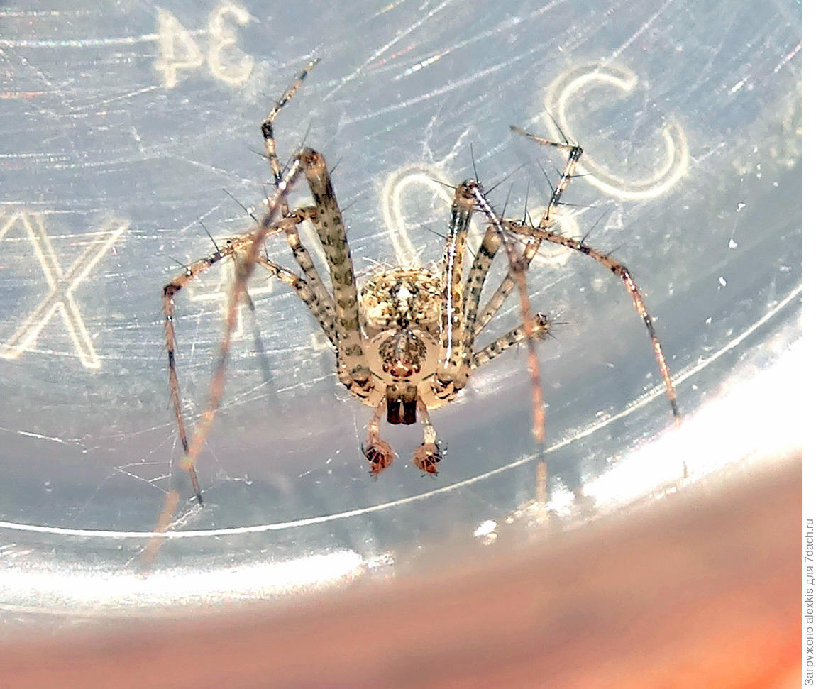 Mimetidae. Пауки-миметиды