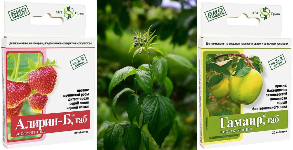 Болезни и вредители малины. Чем обработать малину