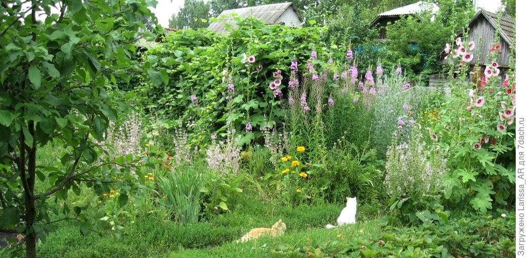 Нравится коллекционировать шалфеи? Тогда вам - в Seedspost.ru!