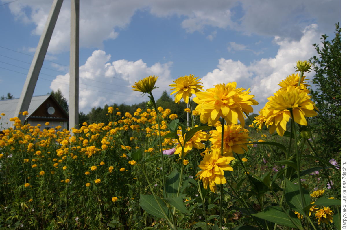 Золотые шары: бабушкины цветы в современном саду
