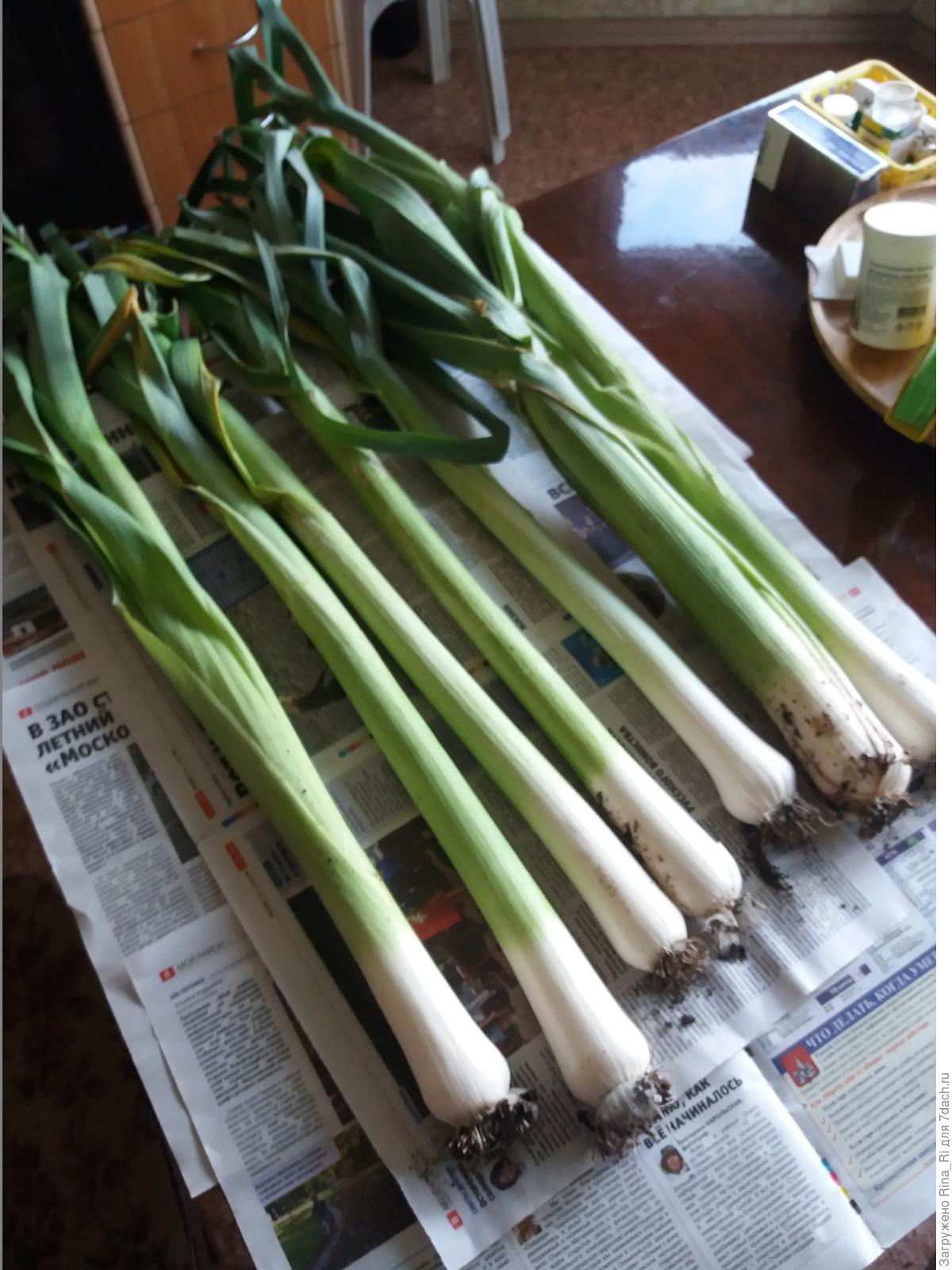 Лук-порей - опыт выращивания