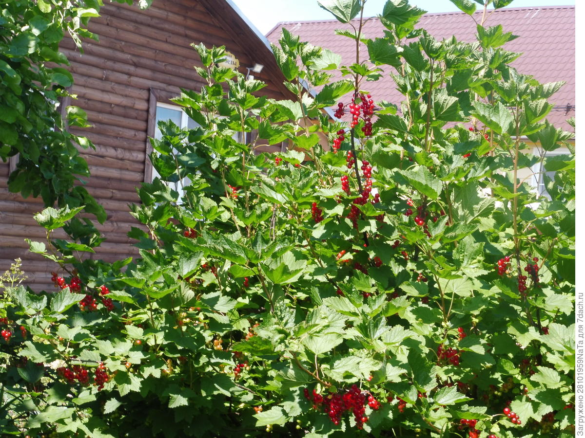 Как вырастить большой урожай красной смородины. Делюсь опытом. Фото