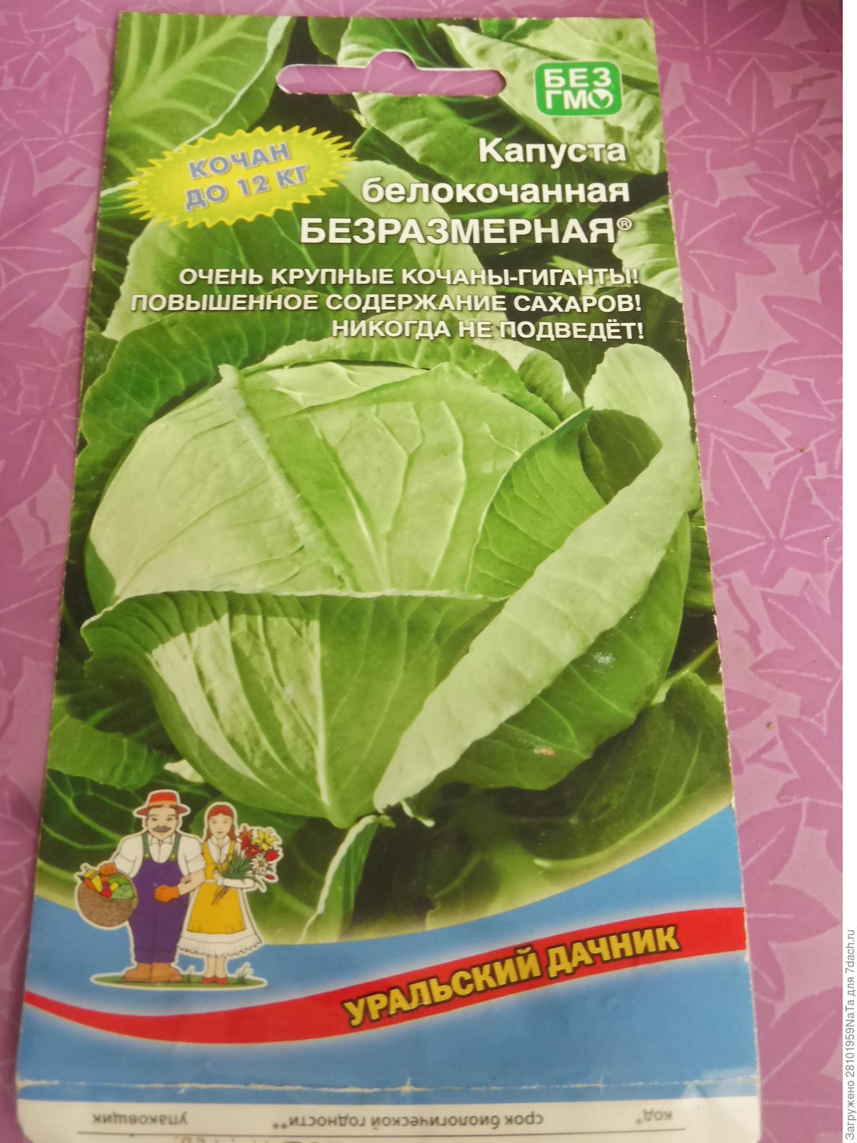 Капуста Безразмерная оправдала свое название. Выращивание. Урожай. Фото