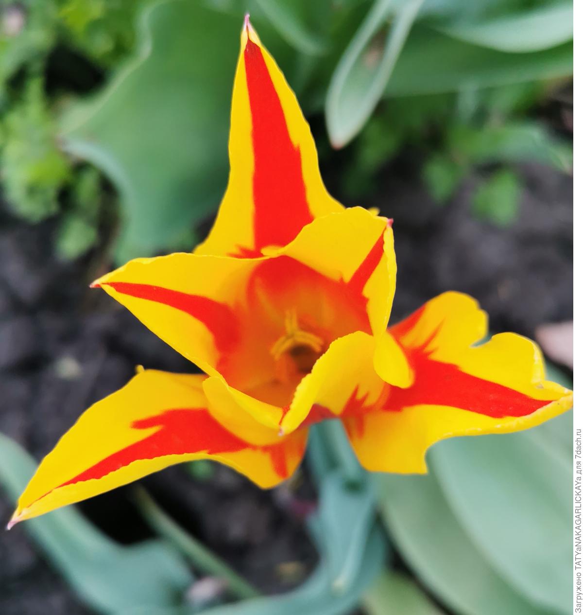 Клуб "Конкурсы" / 7dach.ru