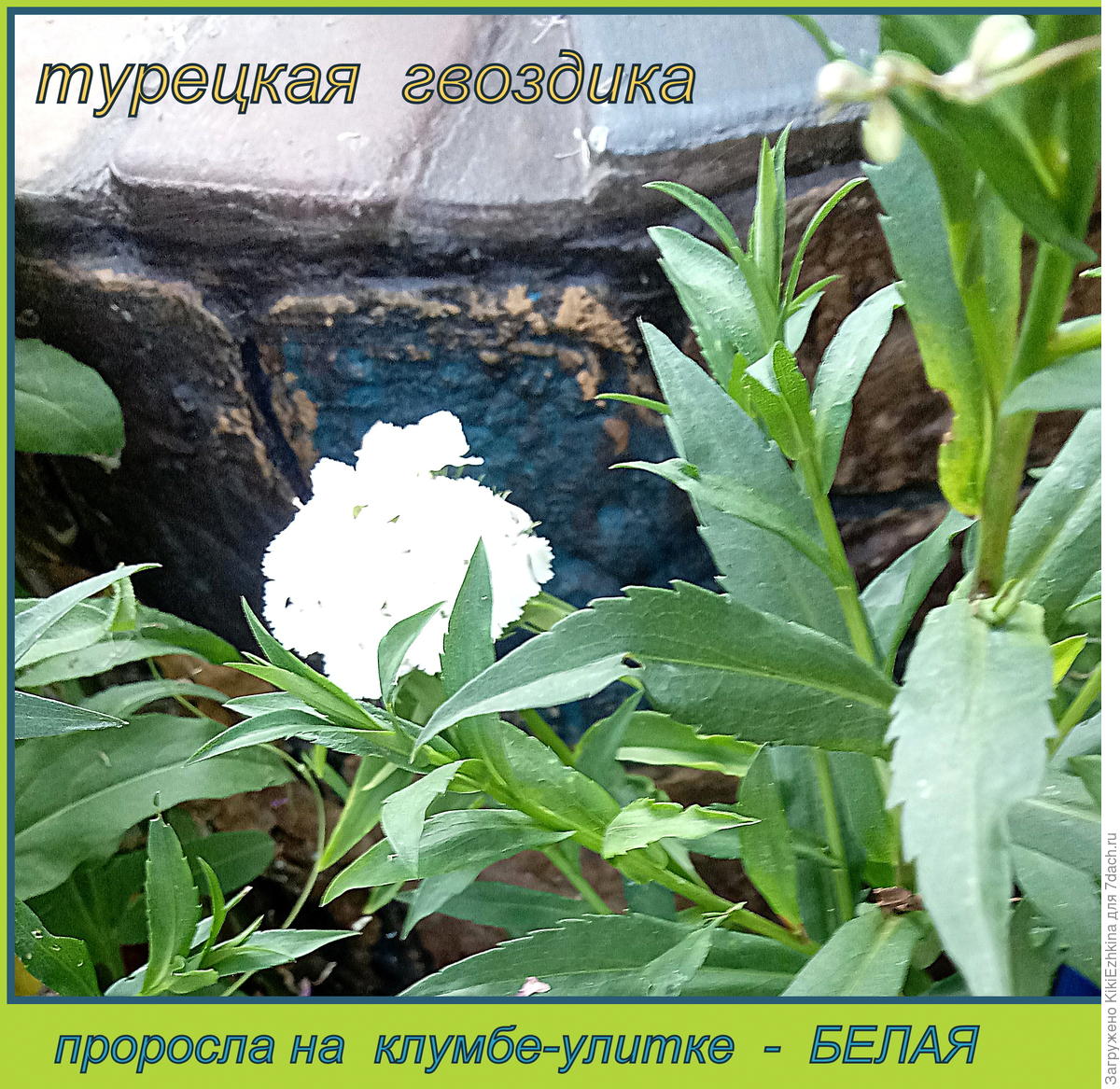 Турецкая гвоздика: выращивание из семян, уход, сорта, фото
