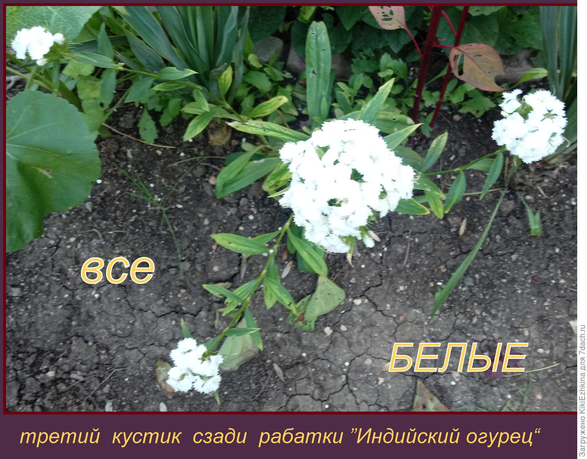 Турецкая гвоздика: выращивание из семян, уход, сорта, фото