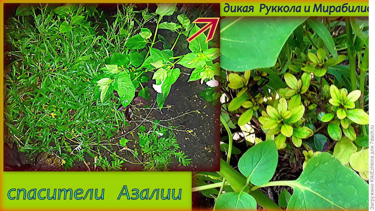 Азалия: посадка, выращивание и уход