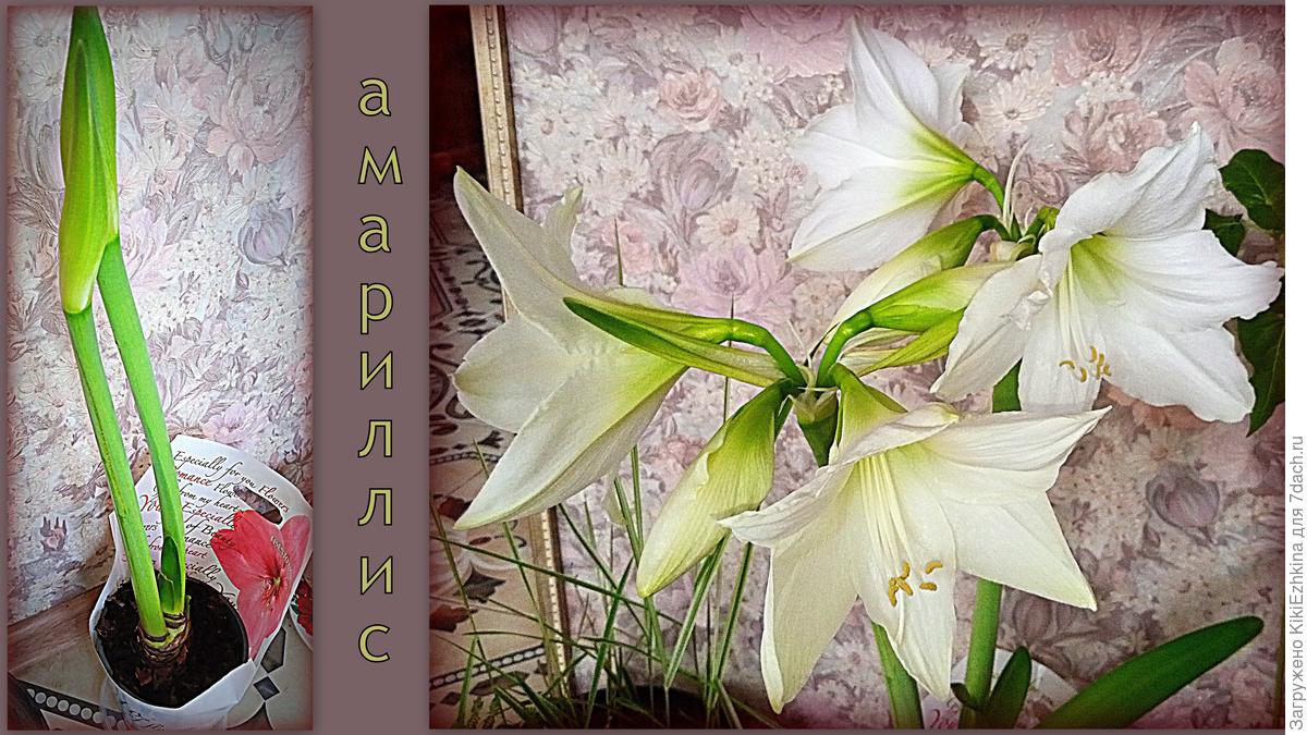 Амариллис или гиппеаструм на фото? - ответы экспертов 7dach.ru