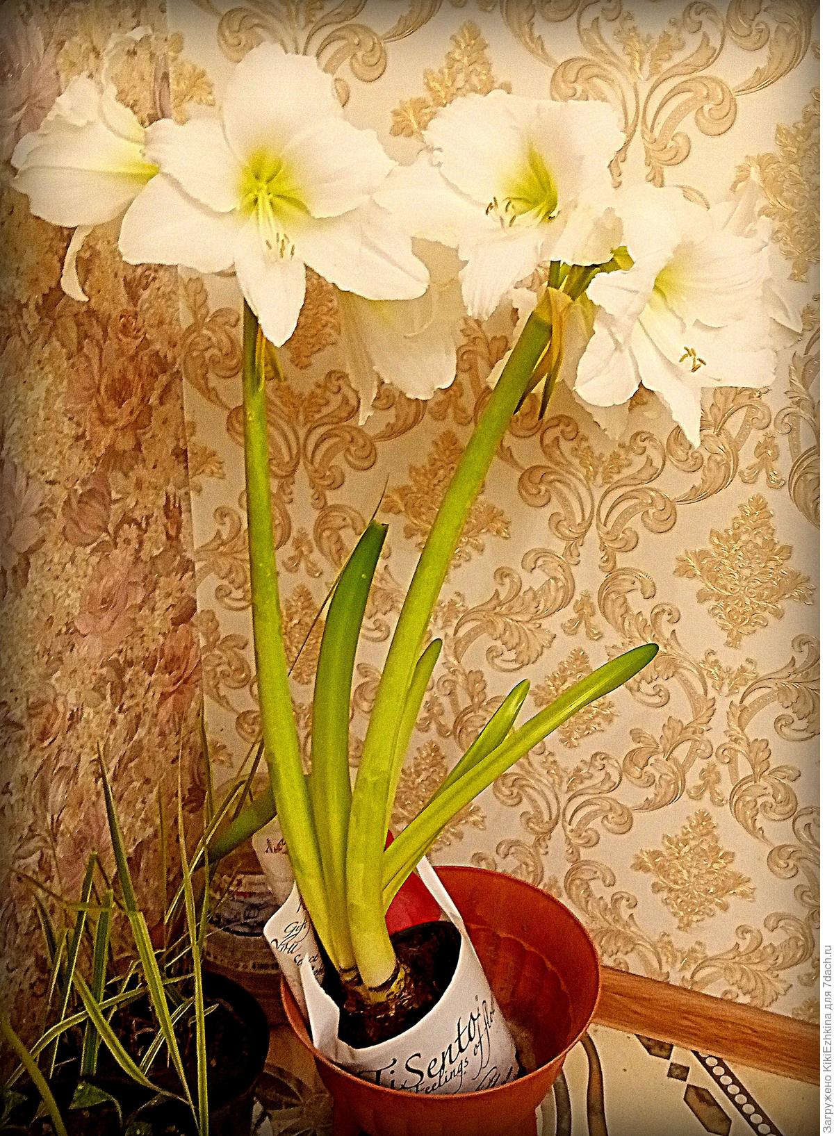 Амариллис или гиппеаструм на фото? - ответы экспертов 7dach.ru
