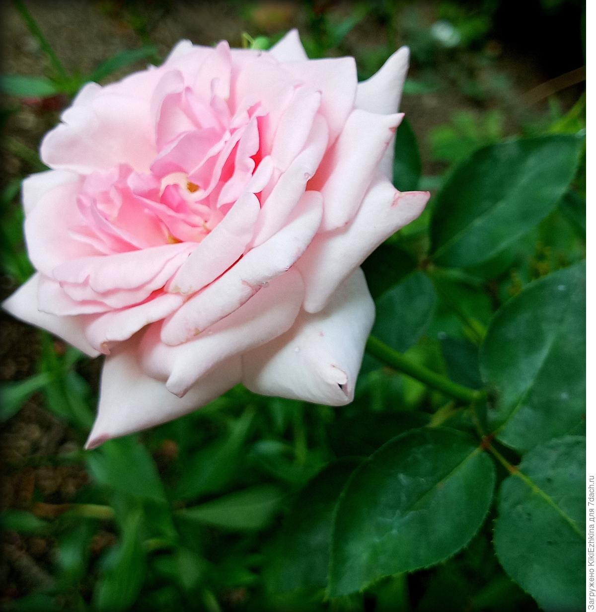 Стоит ли обрезать цветоносы розы? - ответы экспертов 7dach.ru