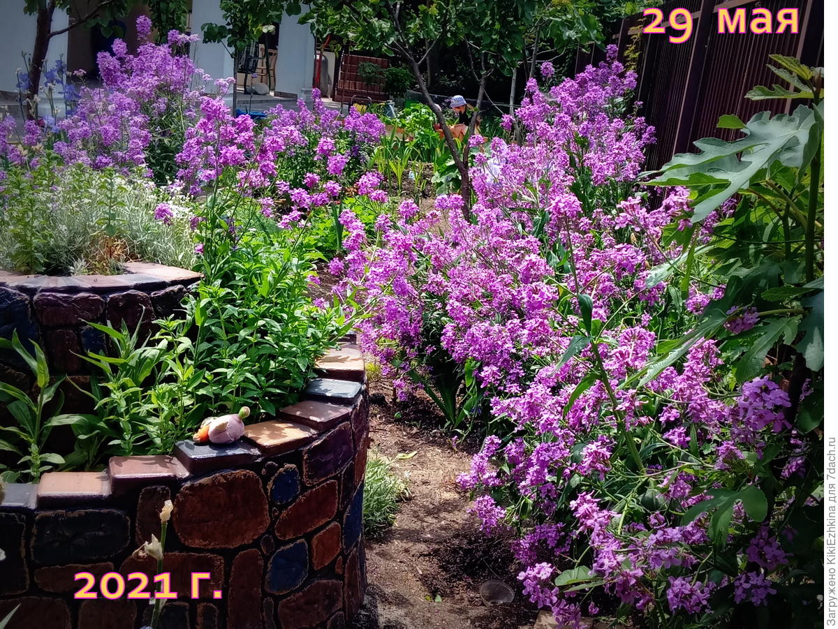 Стоит ли обрезать цветоносы розы? - ответы экспертов 7dach.ru