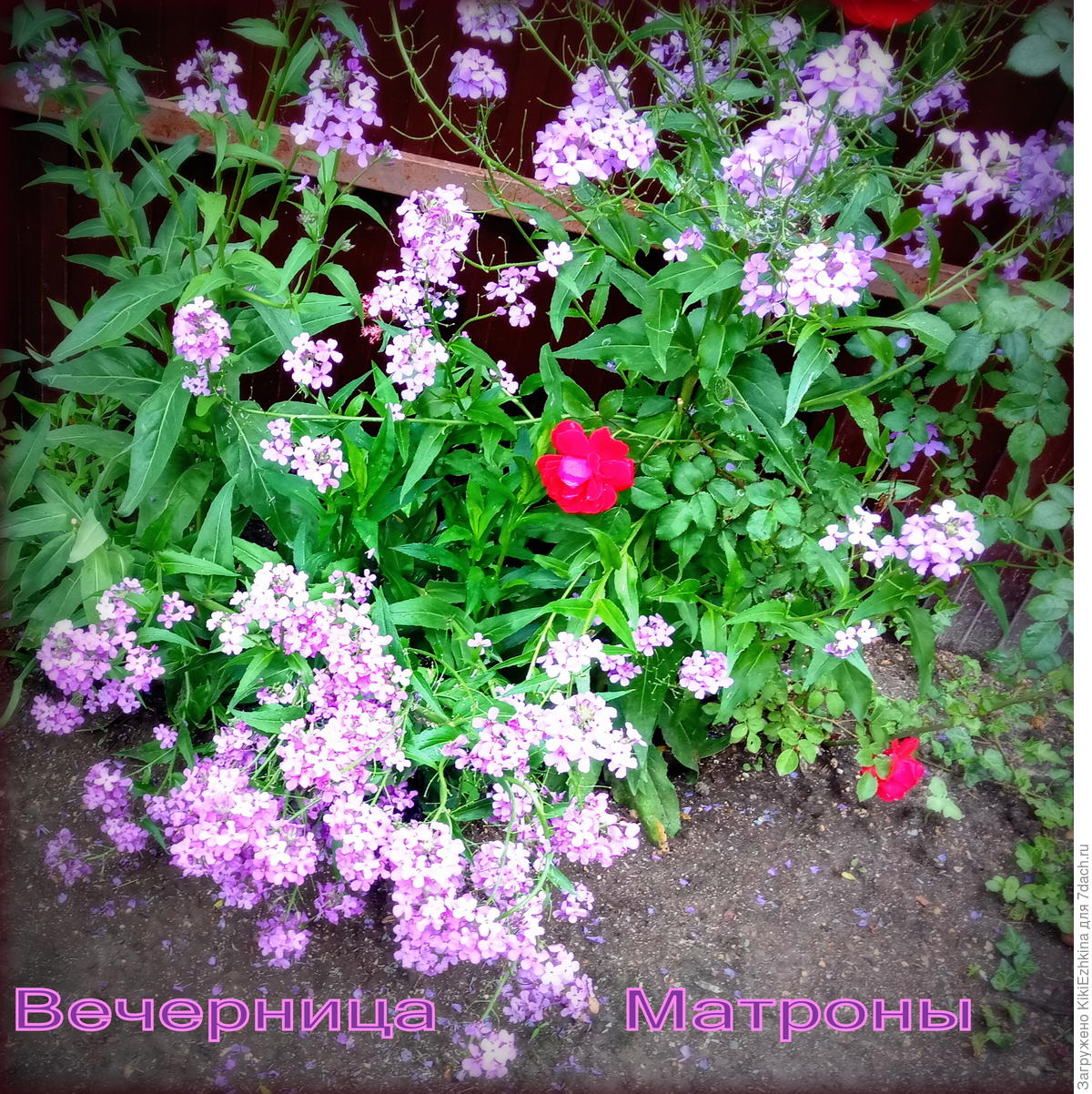 Стоит ли обрезать цветоносы розы? - ответы экспертов 7dach.ru