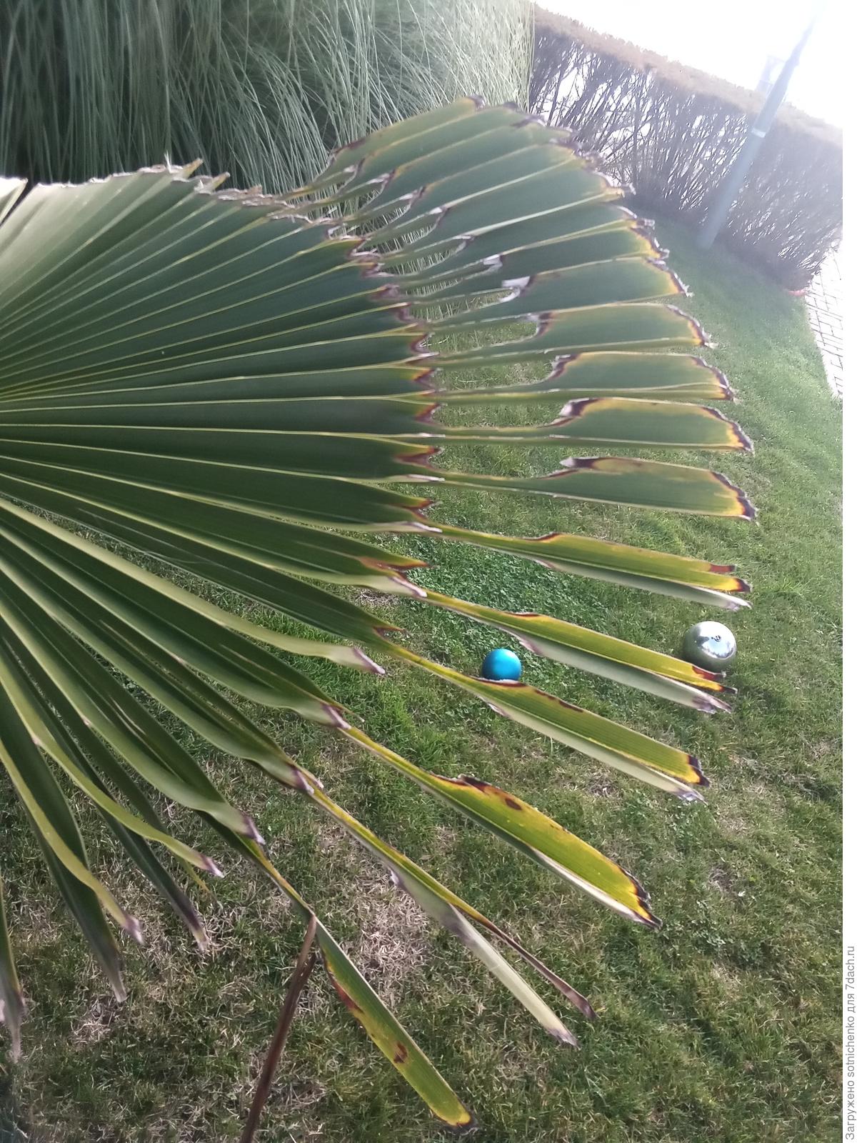 Кто повреждает листья пальм? - ответы экспертов 7dach.ru