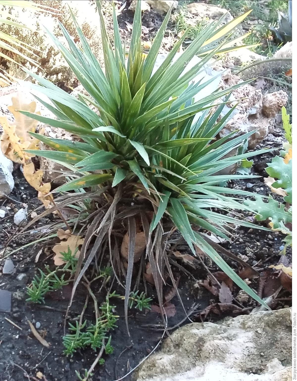 Как называется растение? Перезимовало в ОГ - ответы экспертов 7dach.ru