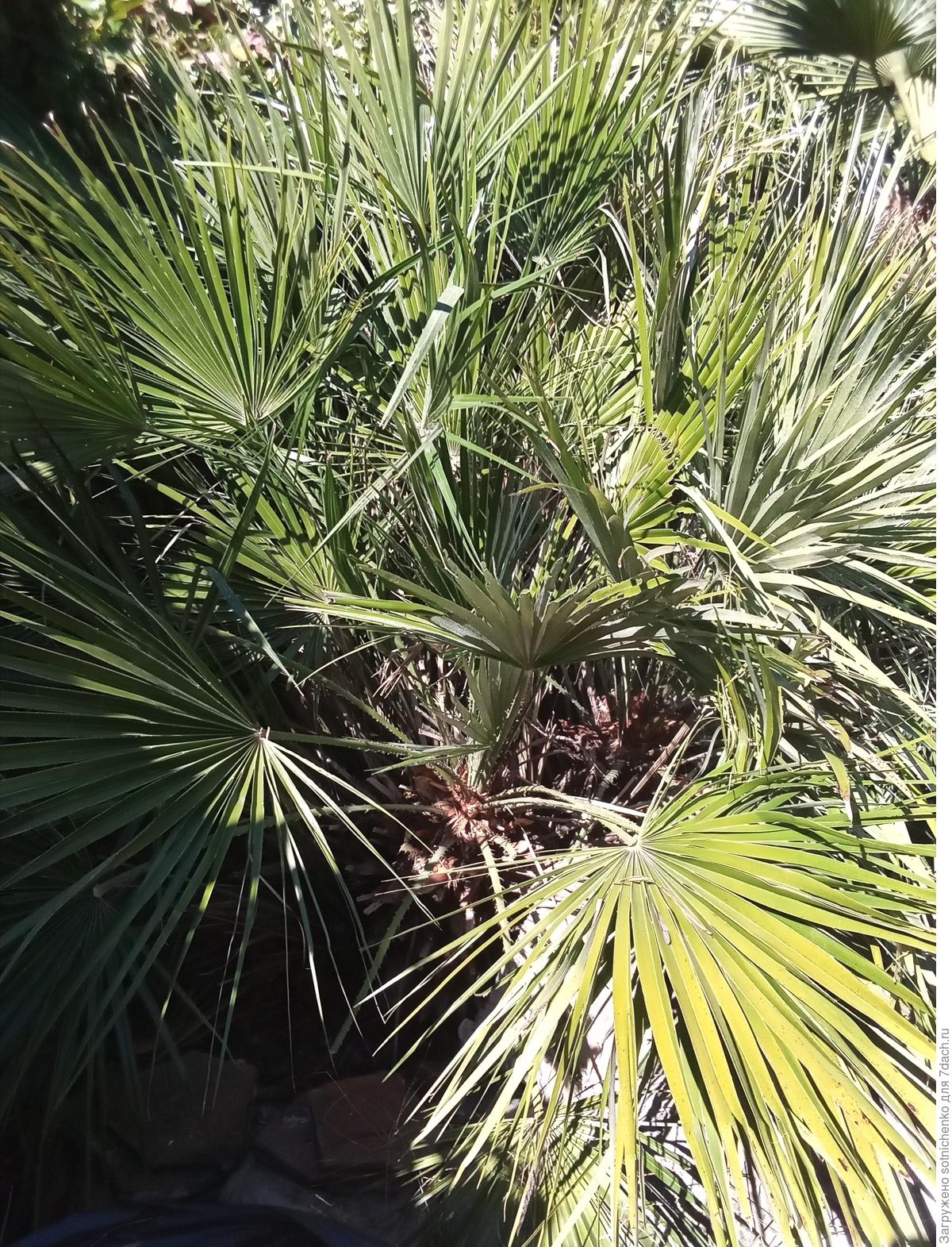 Кто повреждает листья пальм? - ответы экспертов 7dach.ru