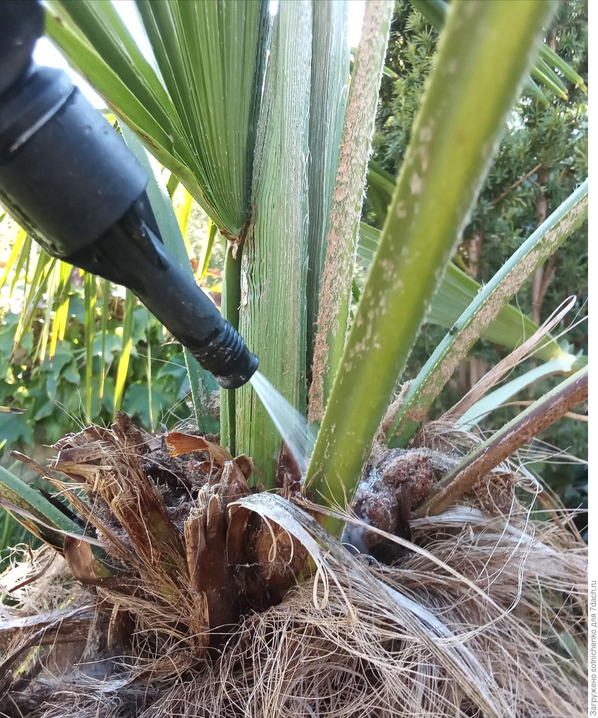 Кто повреждает листья пальм? - ответы экспертов 7dach.ru