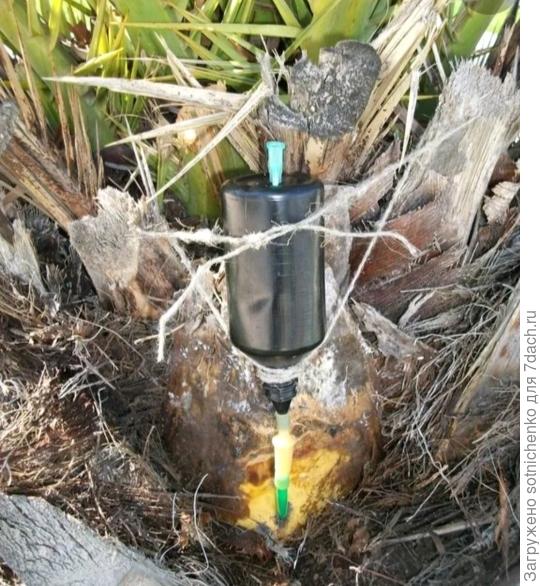 Кто повреждает листья пальм? - ответы экспертов 7dach.ru