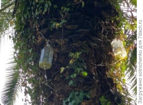 Кто повреждает листья пальм? - ответы экспертов 7dach.ru