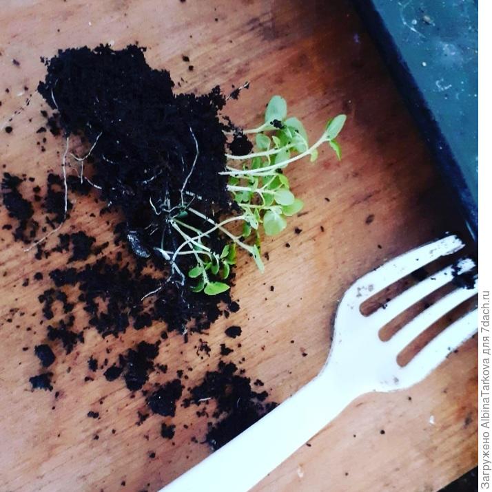 Агератум Красный букет. Как вырастить из семян, выбор места посадки ...