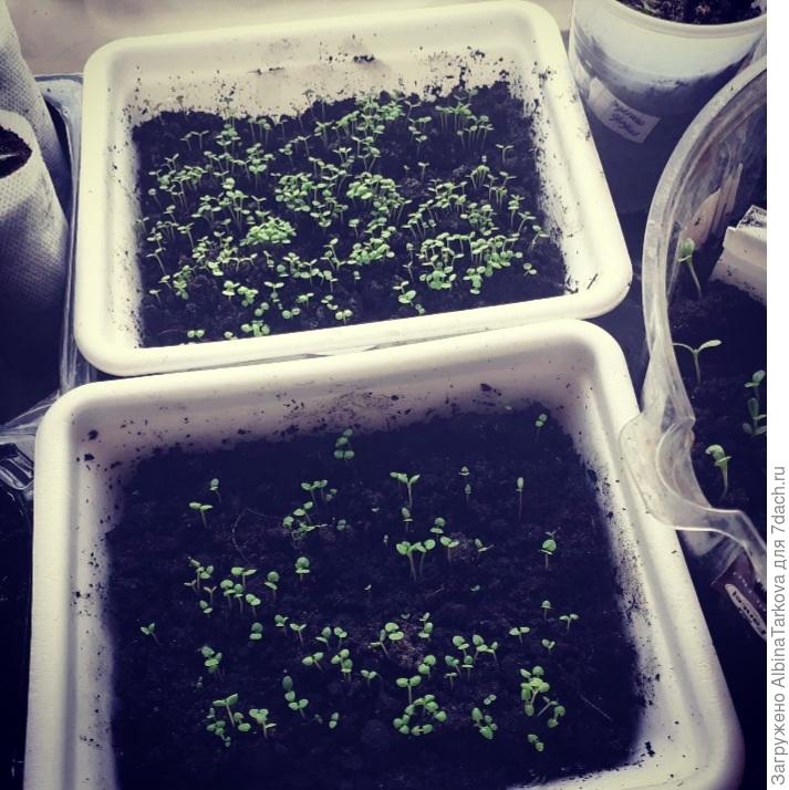 Агератум Красный букет. Как вырастить из семян, выбор места посадки ...