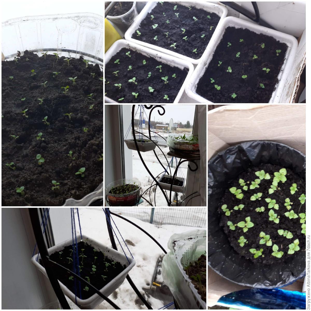 Агератум Красный букет. Как вырастить из семян, выбор места посадки ...