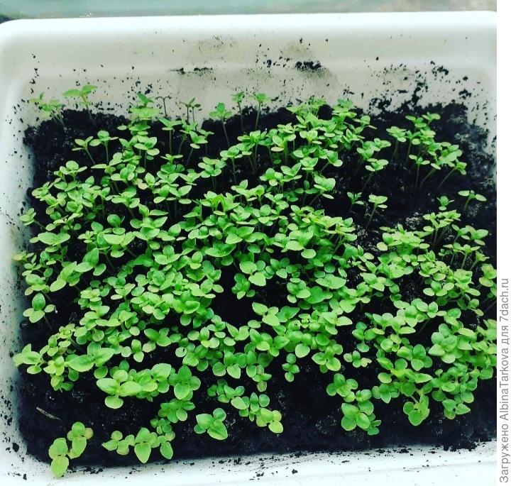 Агератум Красный букет. Как вырастить из семян, выбор места посадки ...