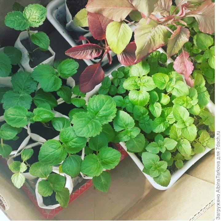 Агератум Красный букет. Как вырастить из семян, выбор места посадки ...