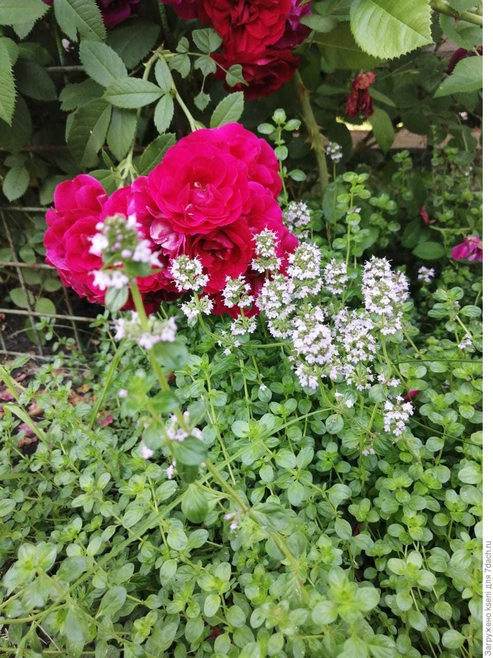 Нужен совет! Что посадить к спирее белой в ноги? - ответы экспертов 7dach.ru