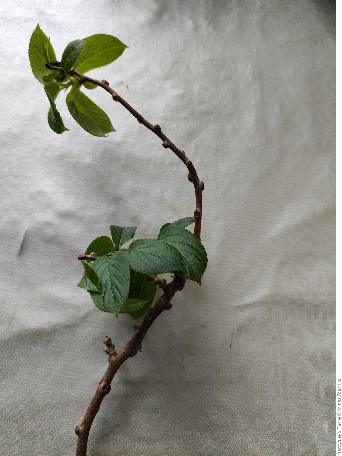 Ветка актинидии аргута выпустила листья, но пока не дала корни. Что делать дальше? - ответы ...