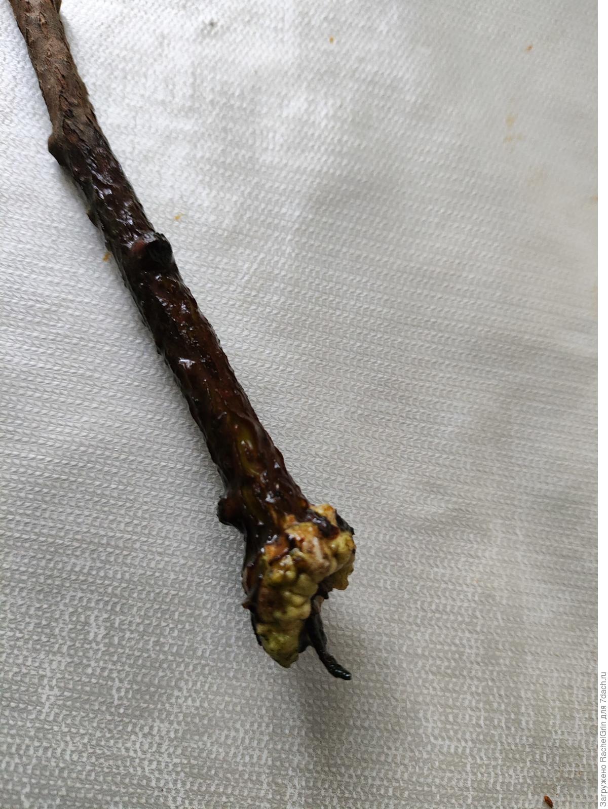 Ветка актинидии аргута выпустила листья, но пока не дала корни. Что делать дальше? - ответы ...