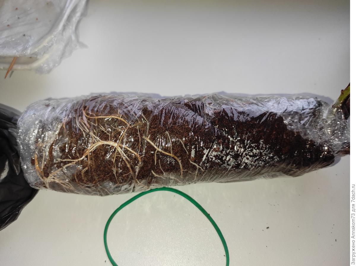 Что делать с розами до посадки? - ответы экспертов 7dach.ru