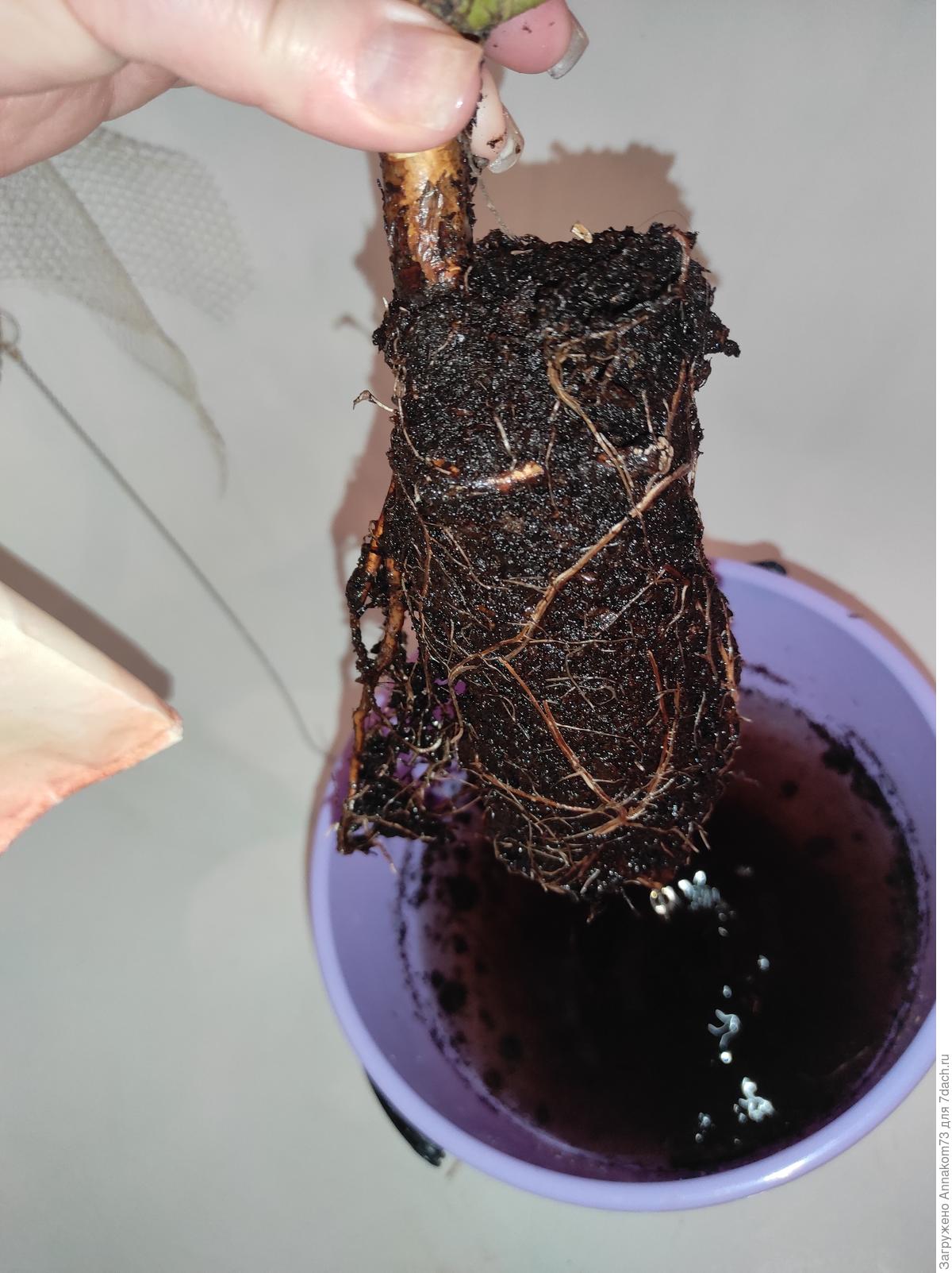 Что делать с розами до посадки? - ответы экспертов 7dach.ru