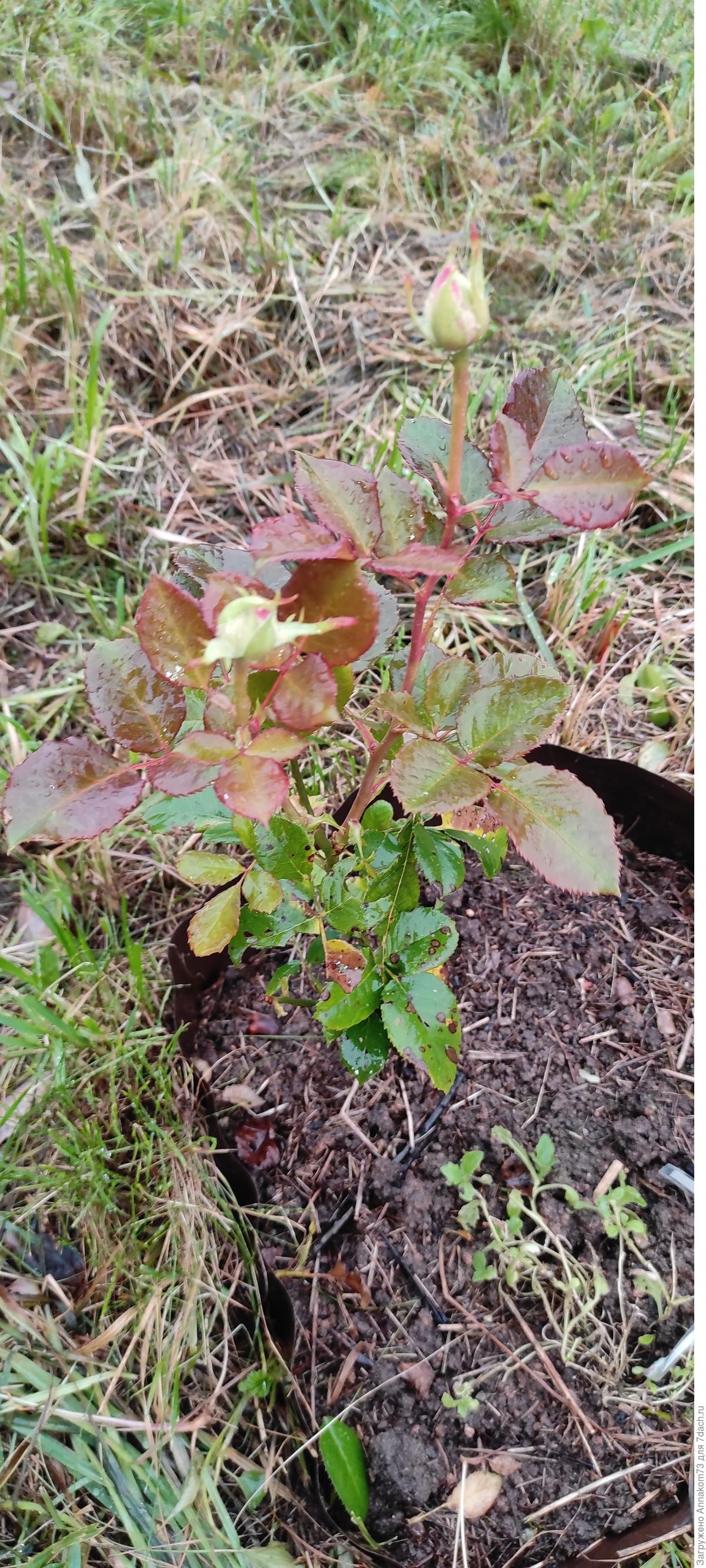 Стоит ли обрезать цветоносы розы? - ответы экспертов 7dach.ru