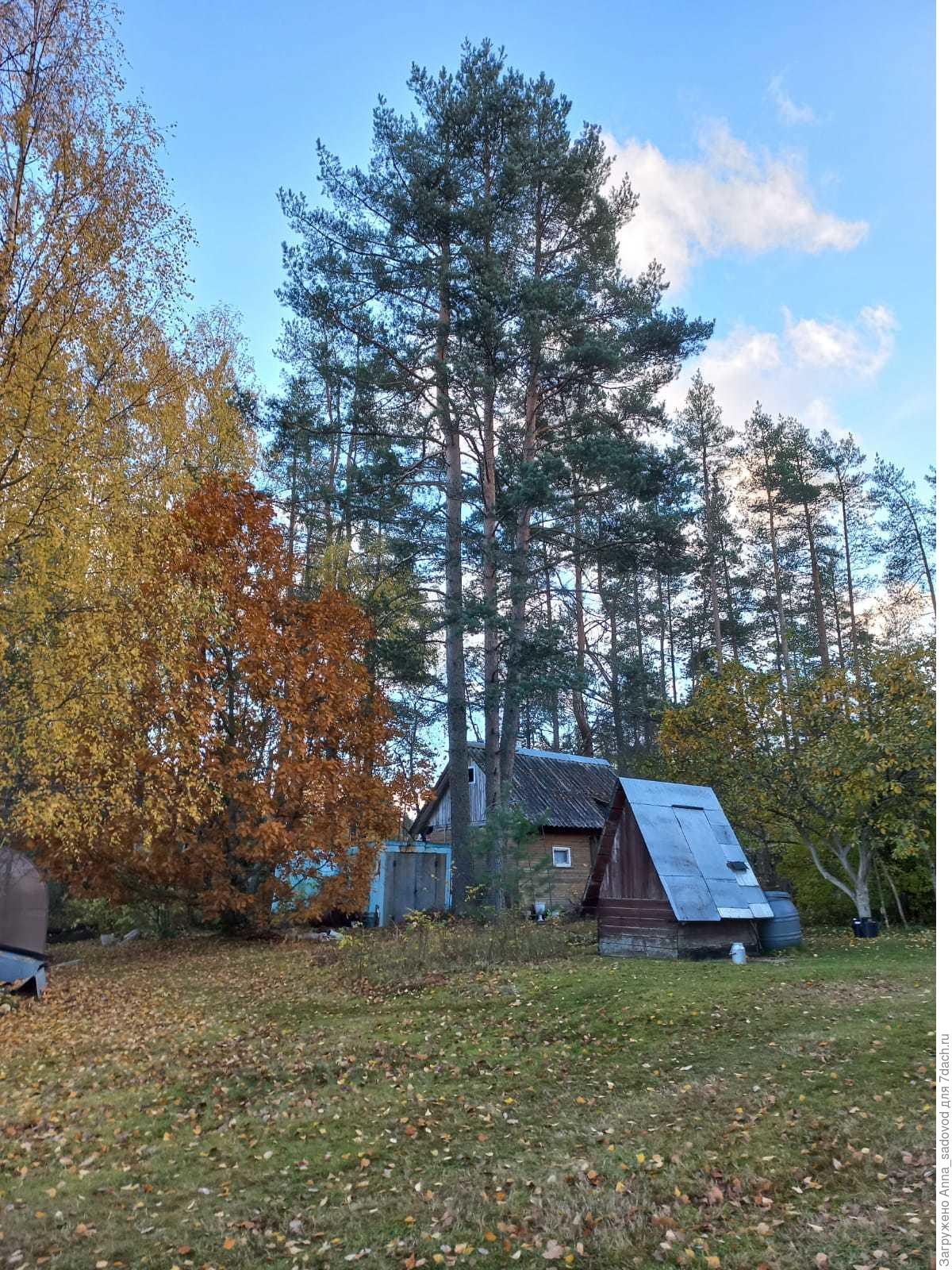 Убирать ли сосны? - ответы экспертов 7dach.ru